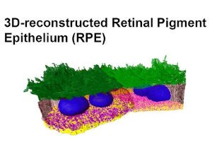 Eye Tissue Reconstruction Provides New Insight Into Outer Retina