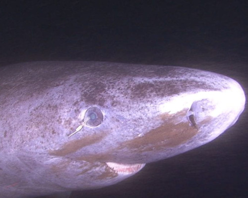 Greenland Shark Vision Study Offers Hope for Age-Related Eye Disease ...